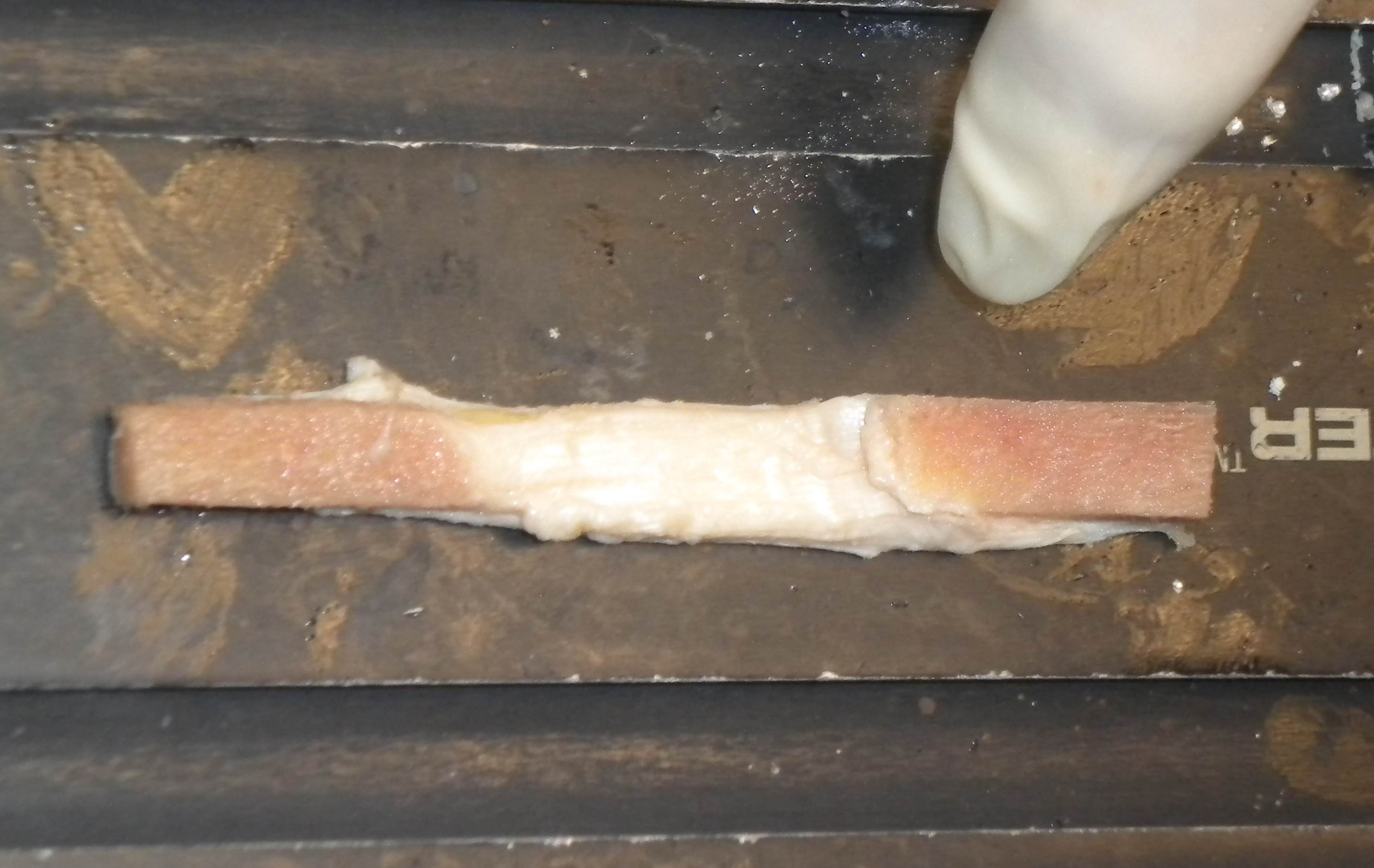 BPTB Allograft | The Bone School