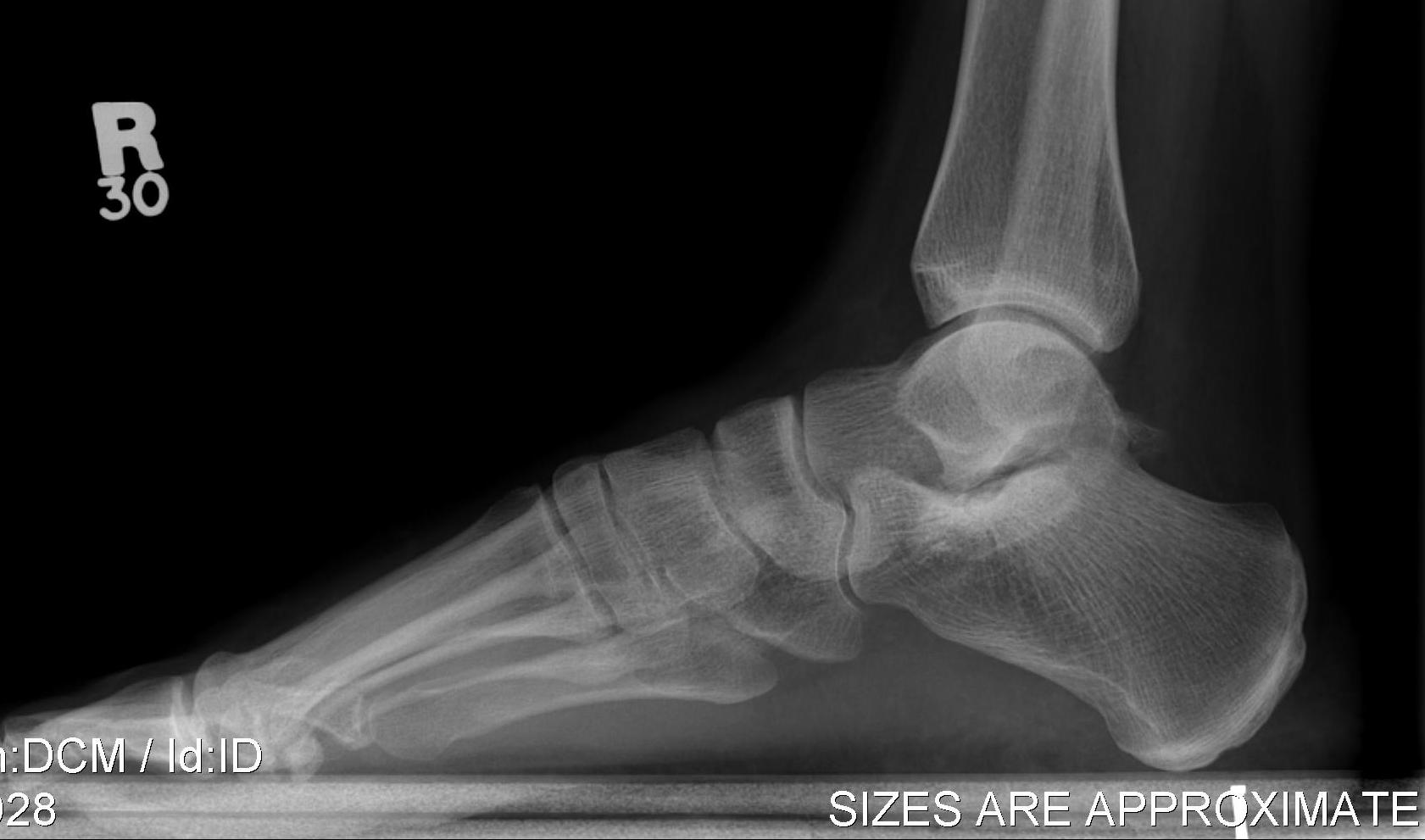 Background | The Bone School