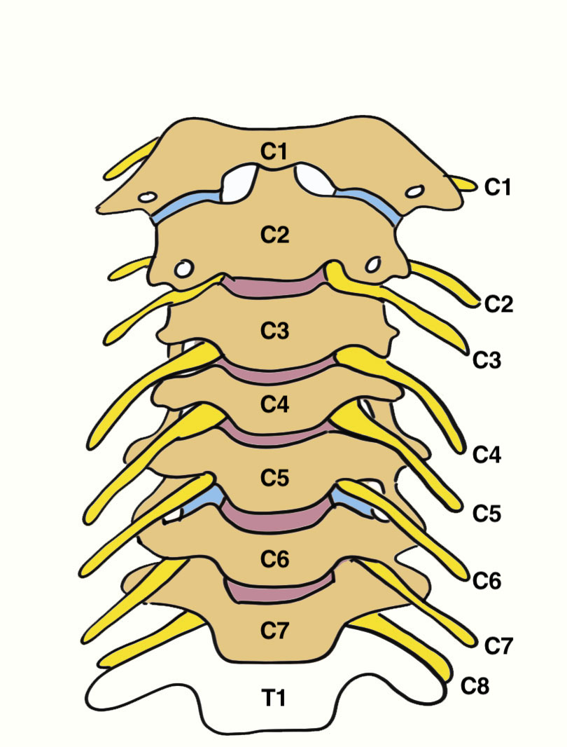 Cervical Radiculopathy | The Bone School
